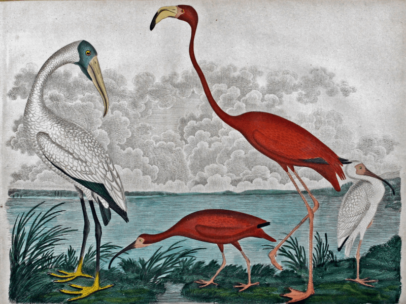 Special Collections - Boston Athenaeum